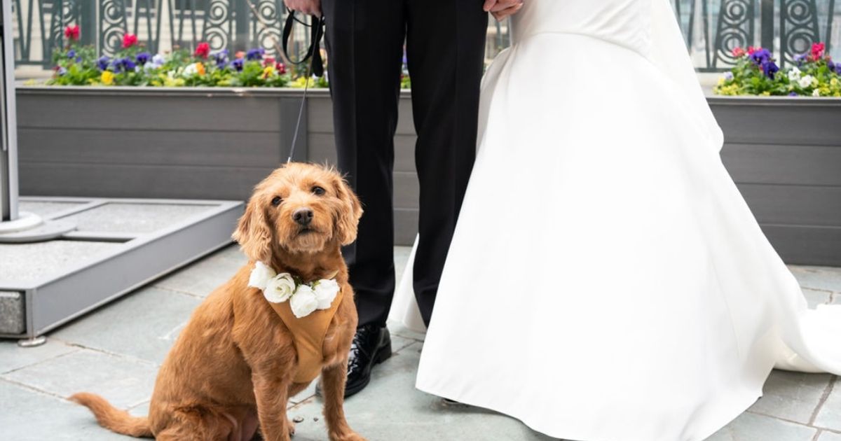 Luxe Dog Nanny | Chicago Event Planner | PartySlate